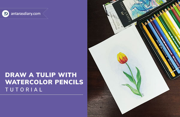 Draw a Tulip with Watercolor Pencils - Easy Tutorial – Antara's Diary